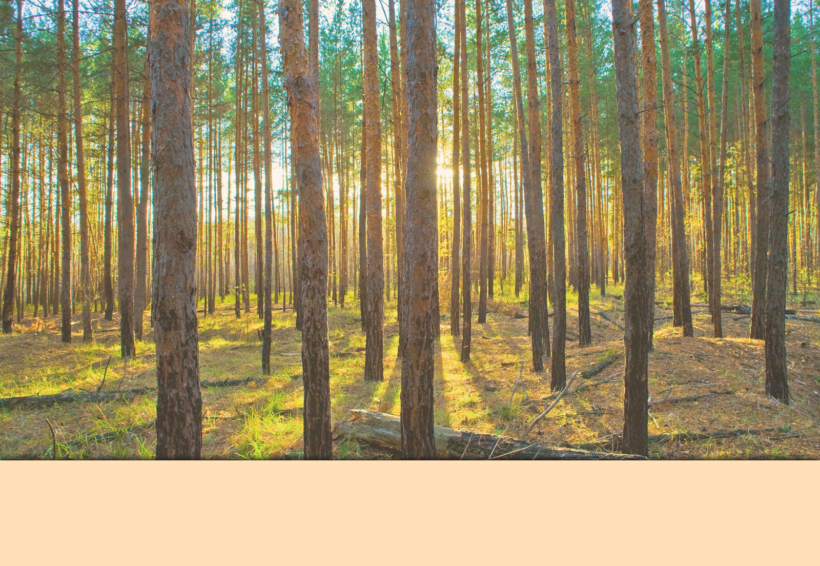 Culp Lumber Co. – Southern Yellow Pine Lumber - New London, NC